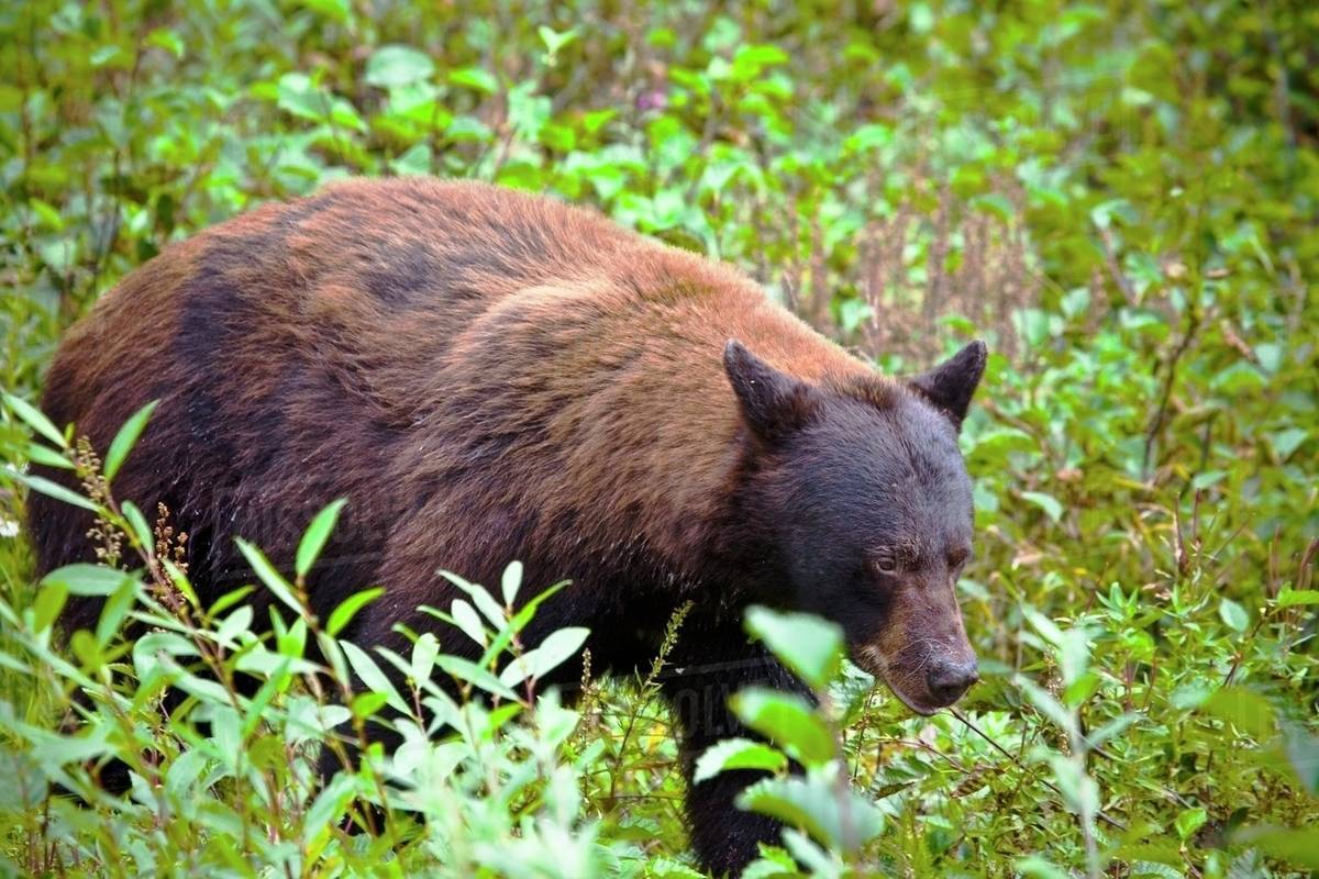 American Black Bear (Ursus Americanus) Walking Through Underbrush ...