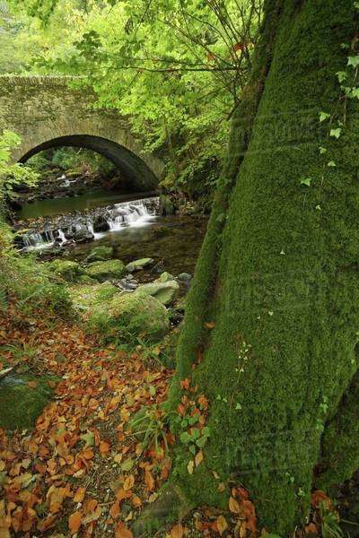 Owengarriff River In Killarney National Park In Munster Region; County ...