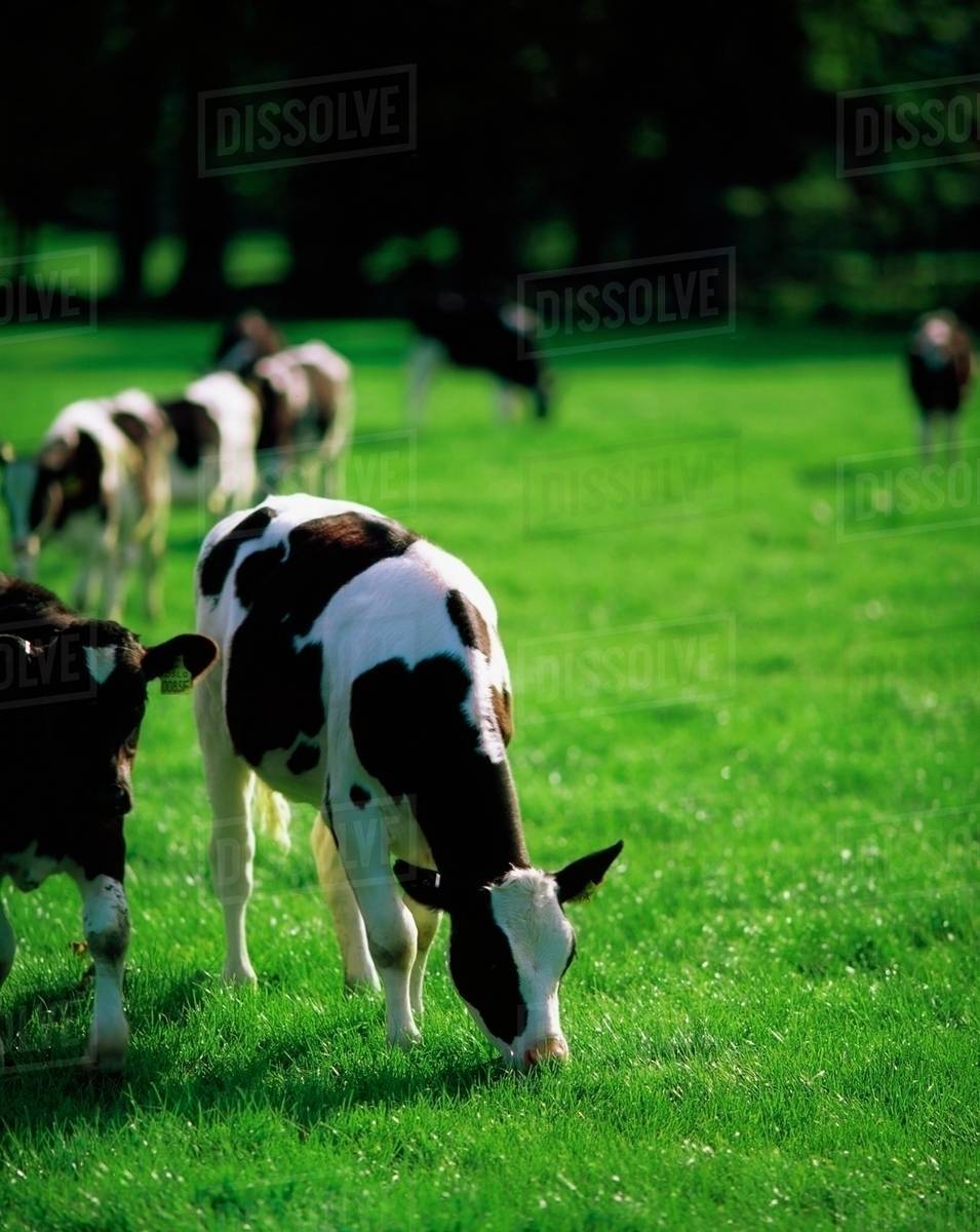 Friesian Calves; Ireland - Royalty-free Stock Photo | Dissolve