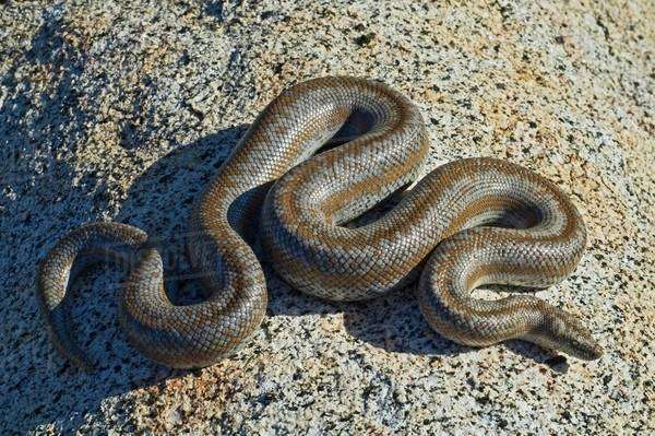 Rosy Boa (Lichanura Trivirgata), Cabazon, California, Usa; Boa Sunning ...