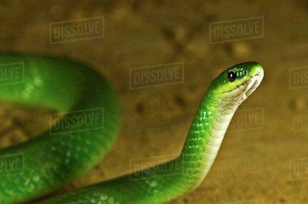 Smooth Green Snake (Liochlorophis Vernalis) - Stock Photo - Dissolve