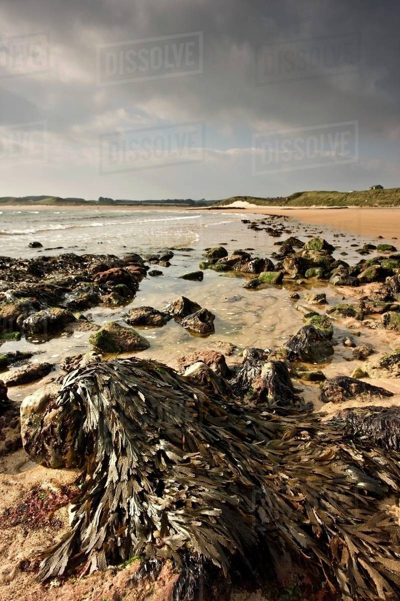 Kelp On The Rocks On Shore, Northumberland, England - Stock Photo ...