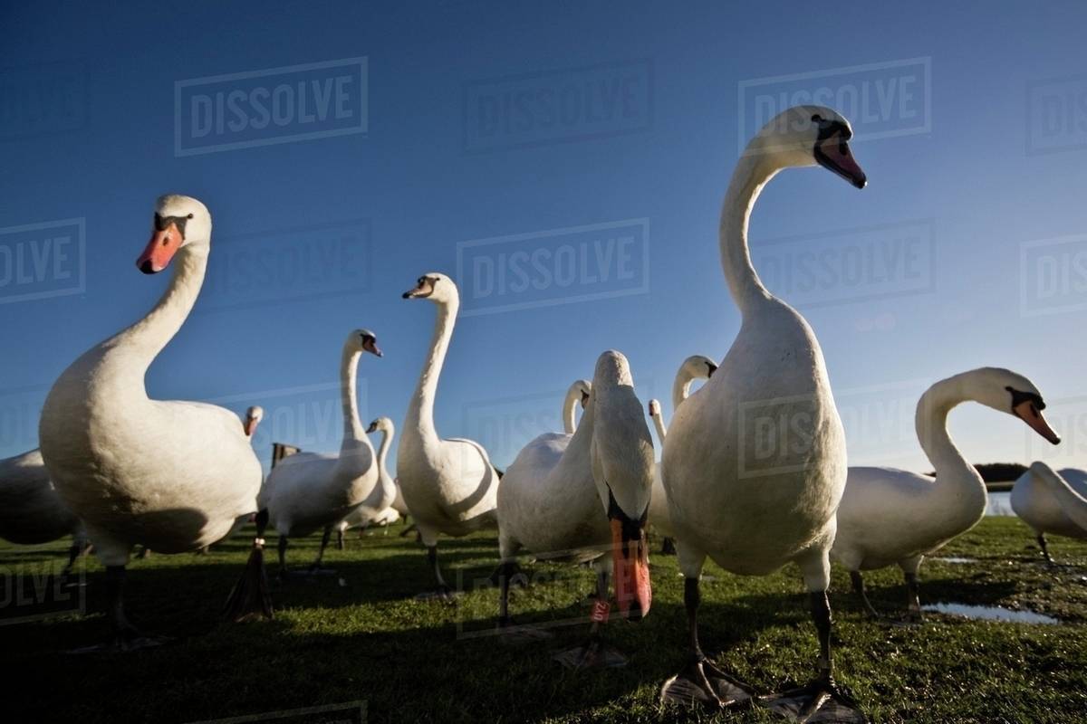 A Group Of Swans - Stock Photo - Dissolve