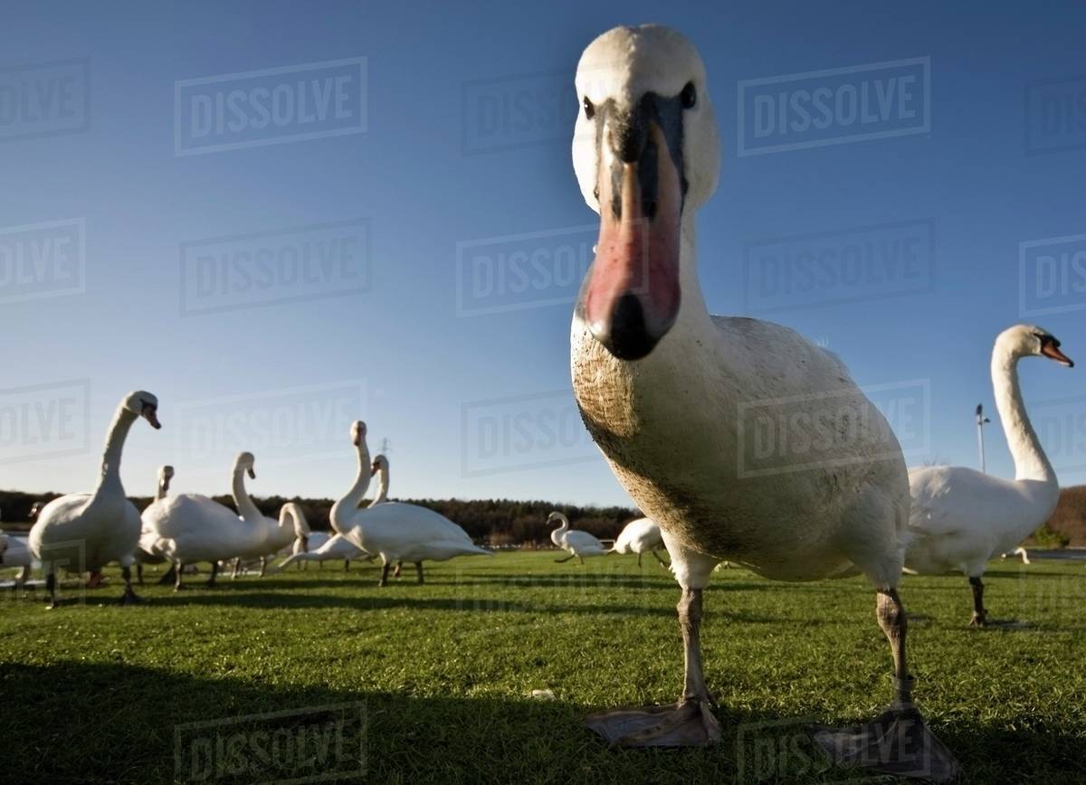 Large Flock Of Geese Grazing In Field - Royalty-free Stock Photo | Dissolve