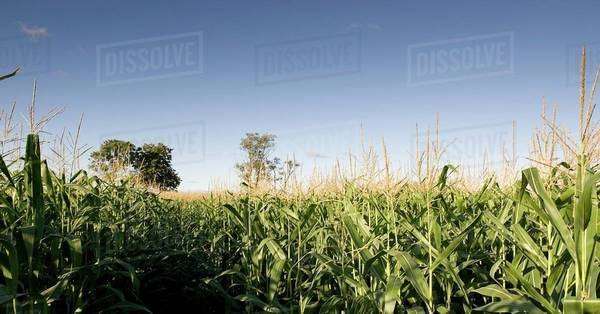 Muskokas, Ontario, Canada; Corn Field - Royalty-free Stock Photo | Dissolve
