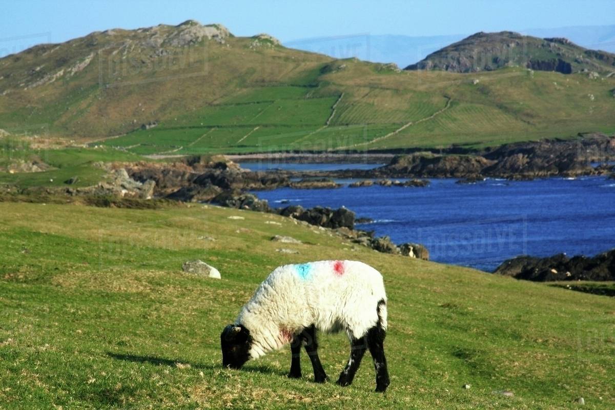 Sheep, Achill Island, County Mayo, Ireland - Stock Photo - Dissolve