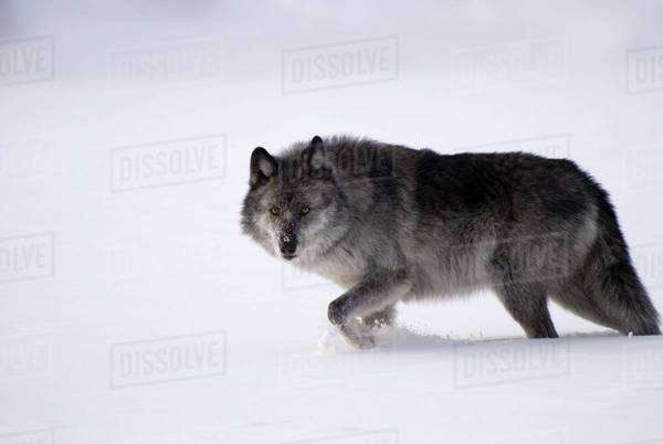 Gray Wolf In Snow - Royalty-free Stock Photo | Dissolve