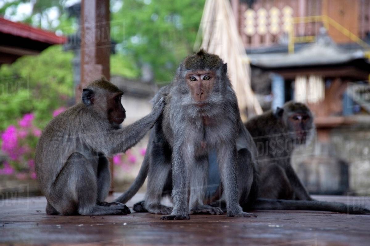 Bali, Indonesia; Monkeys Preening Each Other - Royalty-free Stock Photo ...