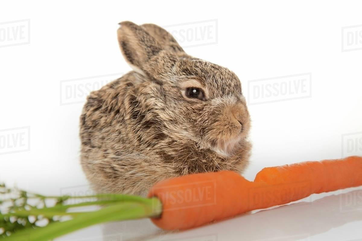 Baby Rabbit With Carrot - Royalty-free Stock Photo | Dissolve