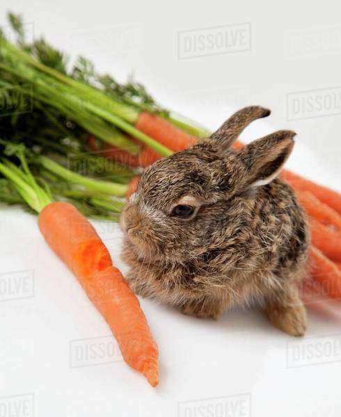 Baby Rabbit With Carrots - Royalty-free Stock Photo | Dissolve