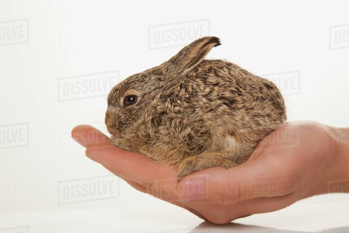 Portrait Of A Rabbit - Stock Photo - Dissolve