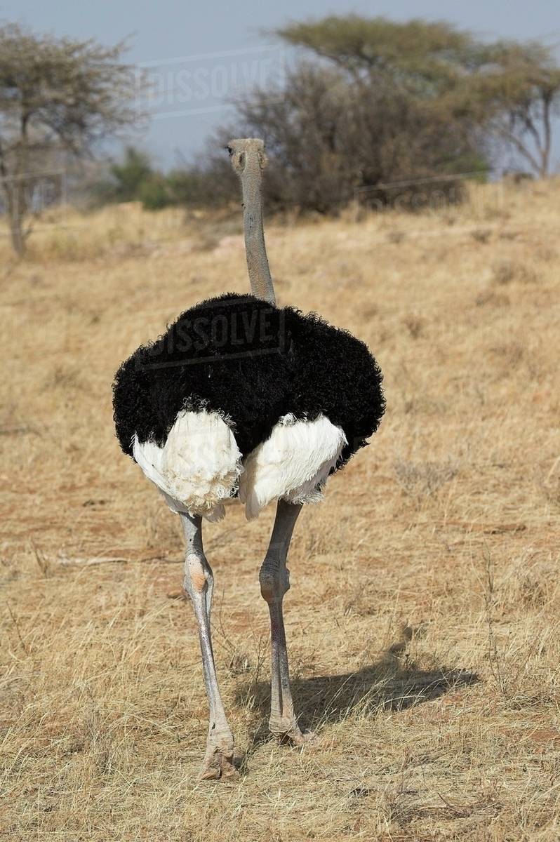 Samburu National Reserve, Kenya; Blue Necked Ostrich (Struthio Camelus ...