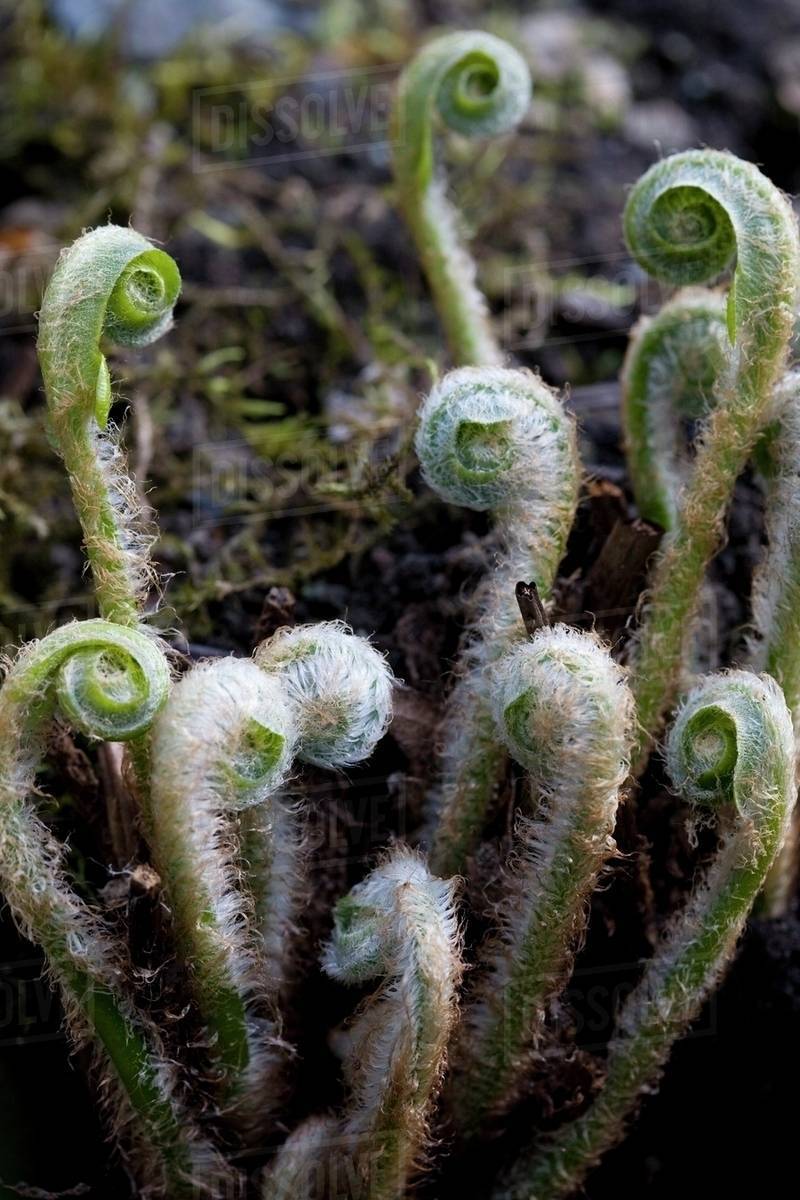 Fiddlehead Ferns - Stock Photo - Dissolve