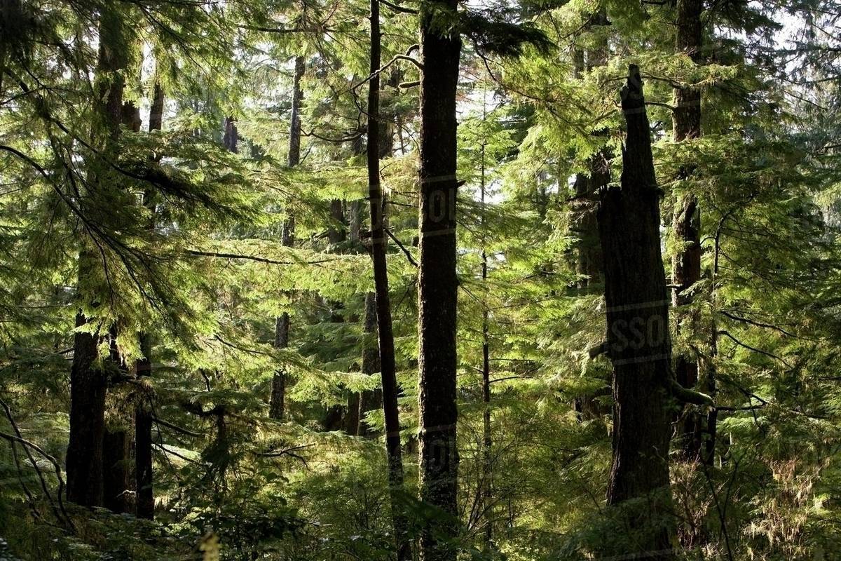 Meares Island, British Columbia, Canada; Cedar And Fir Trees - Stock ...
