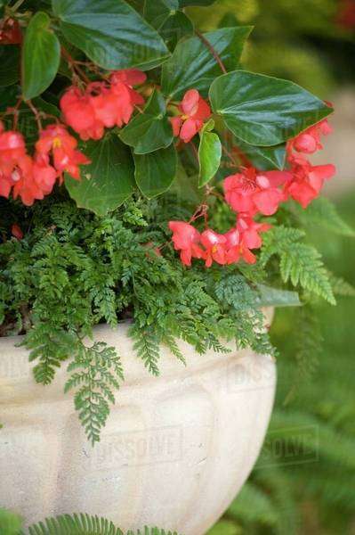 Botany; Pot Of Flowers - Royalty-free Stock Photo | Dissolve