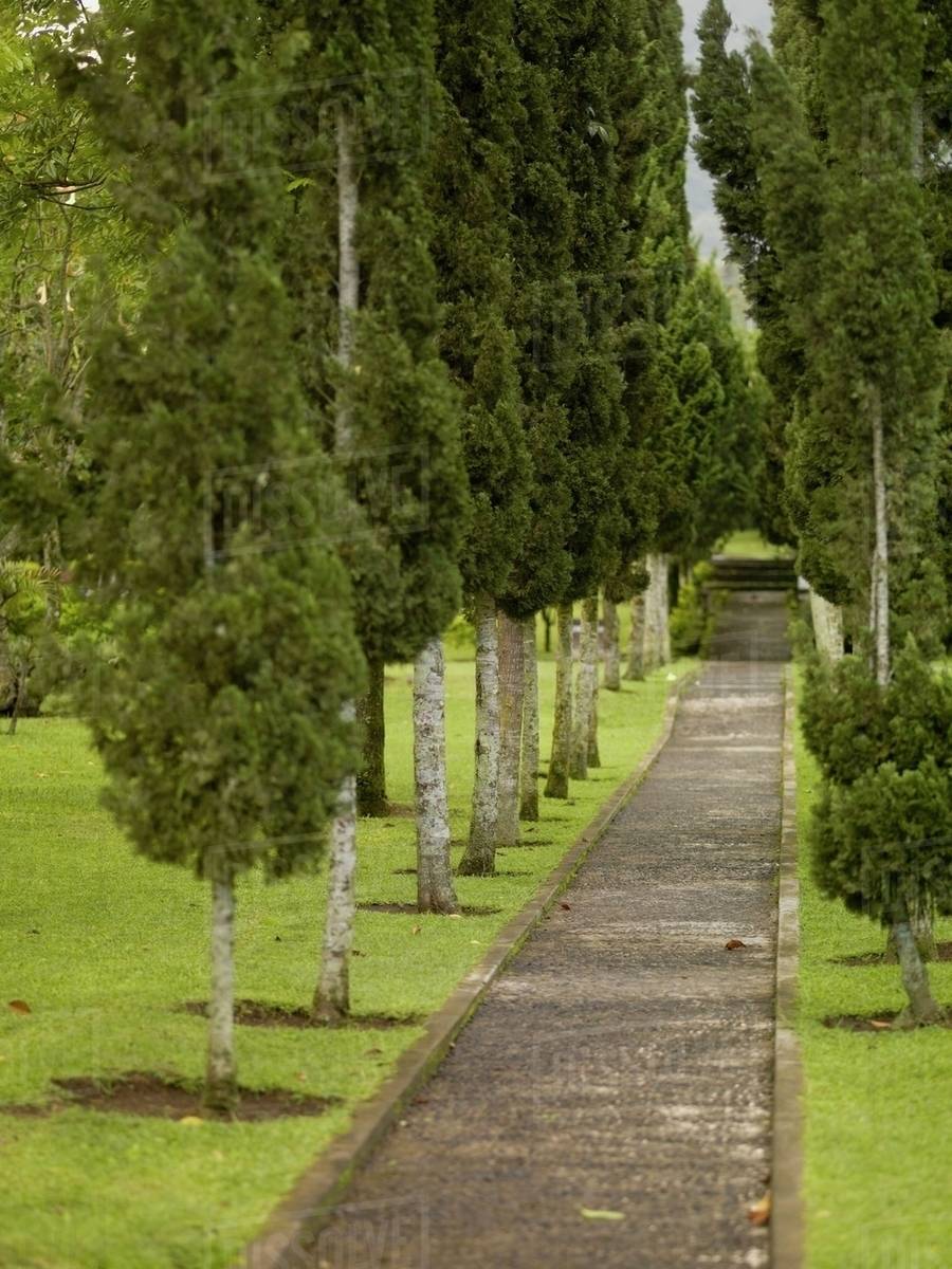 Bali, Indonesia; Tree-Lined Pathway - Royalty-free Stock Photo | Dissolve