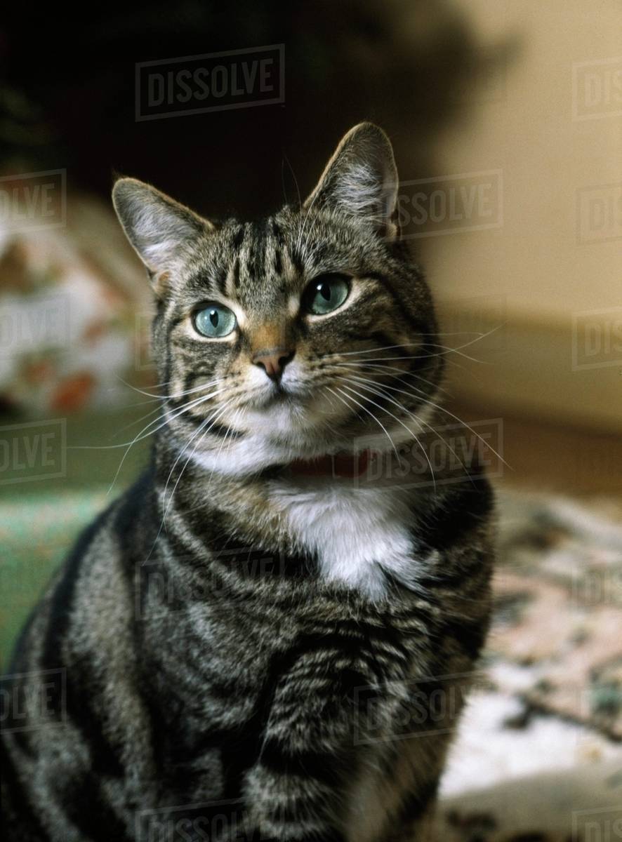 Cat Looking Forward; Ireland - Royalty-free Stock Photo | Dissolve
