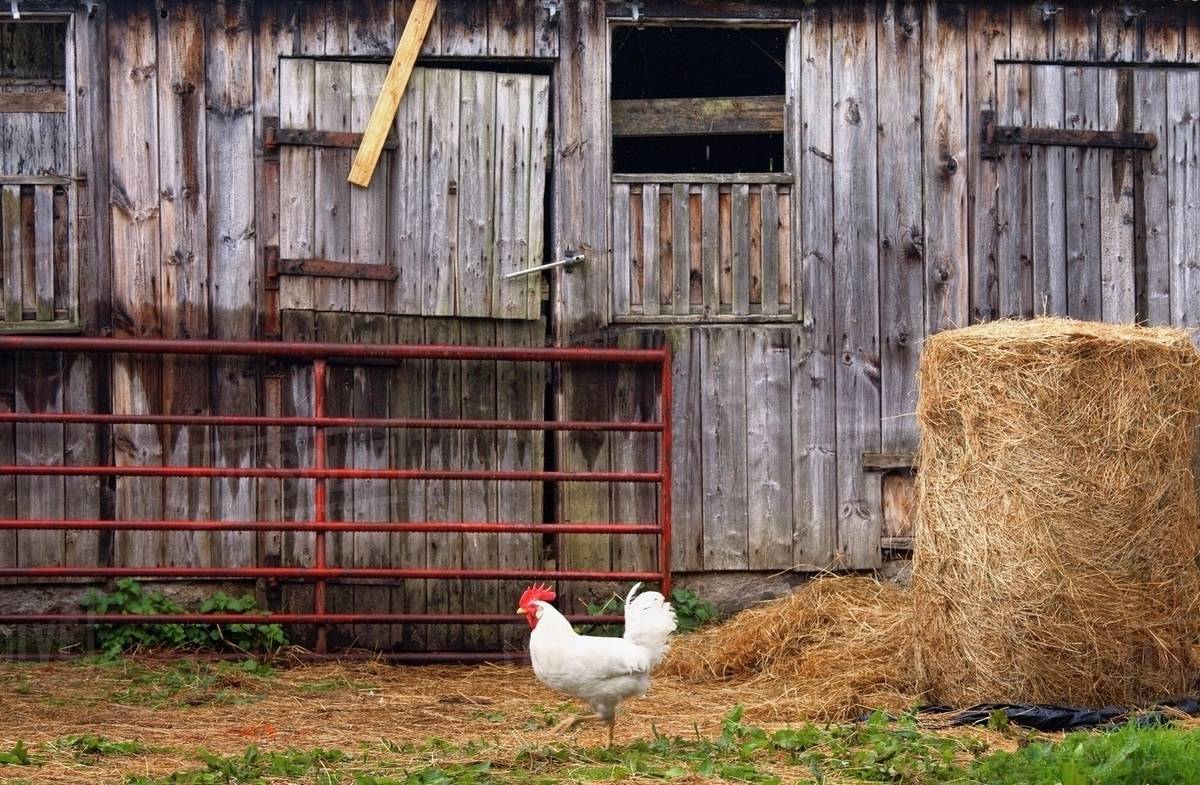 Chicken And Barn - Royalty-free Stock Photo | Dissolve