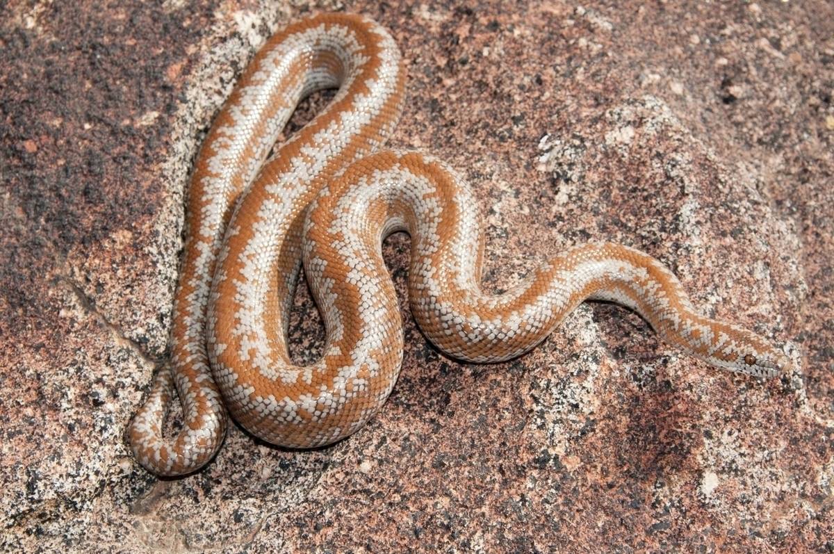 A Coastal Rosy Boa (Lichanura Trivirgata Roseofusca); Riverside County ...