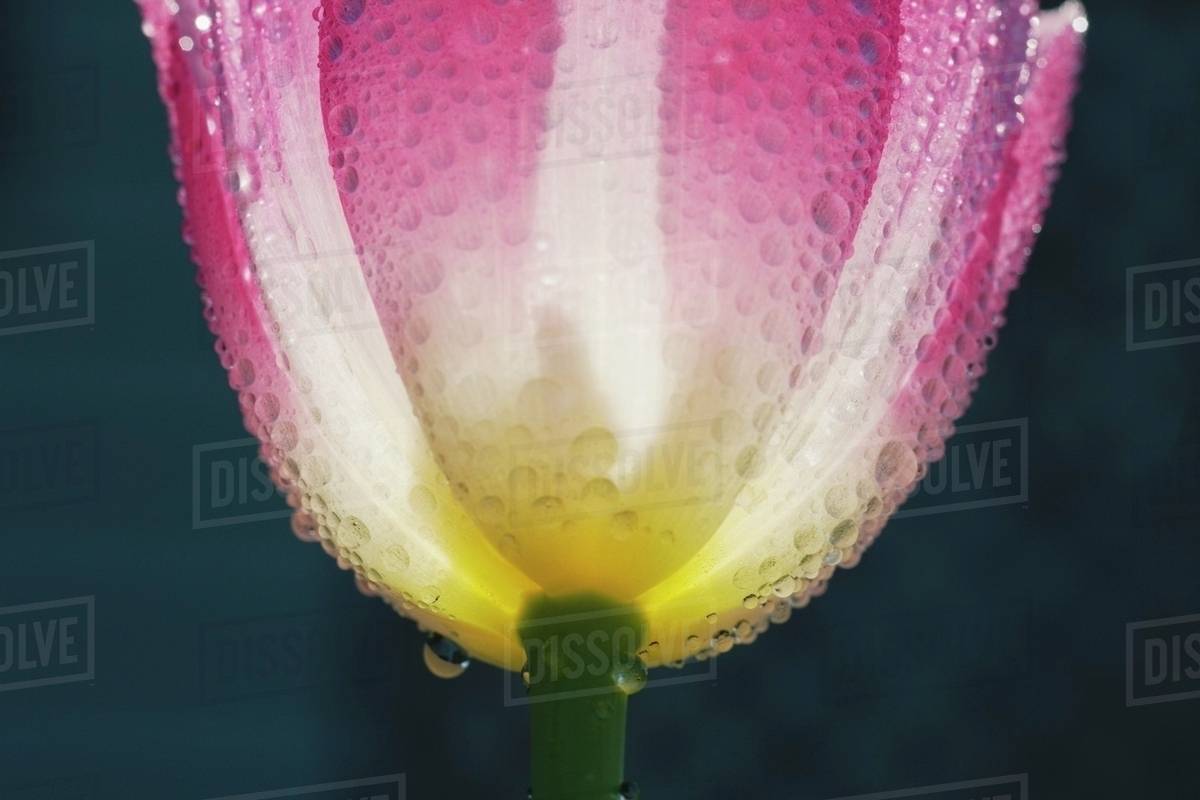 Close-Up Of Base Of Wet Tulip - Royalty-free Stock Photo | Dissolve