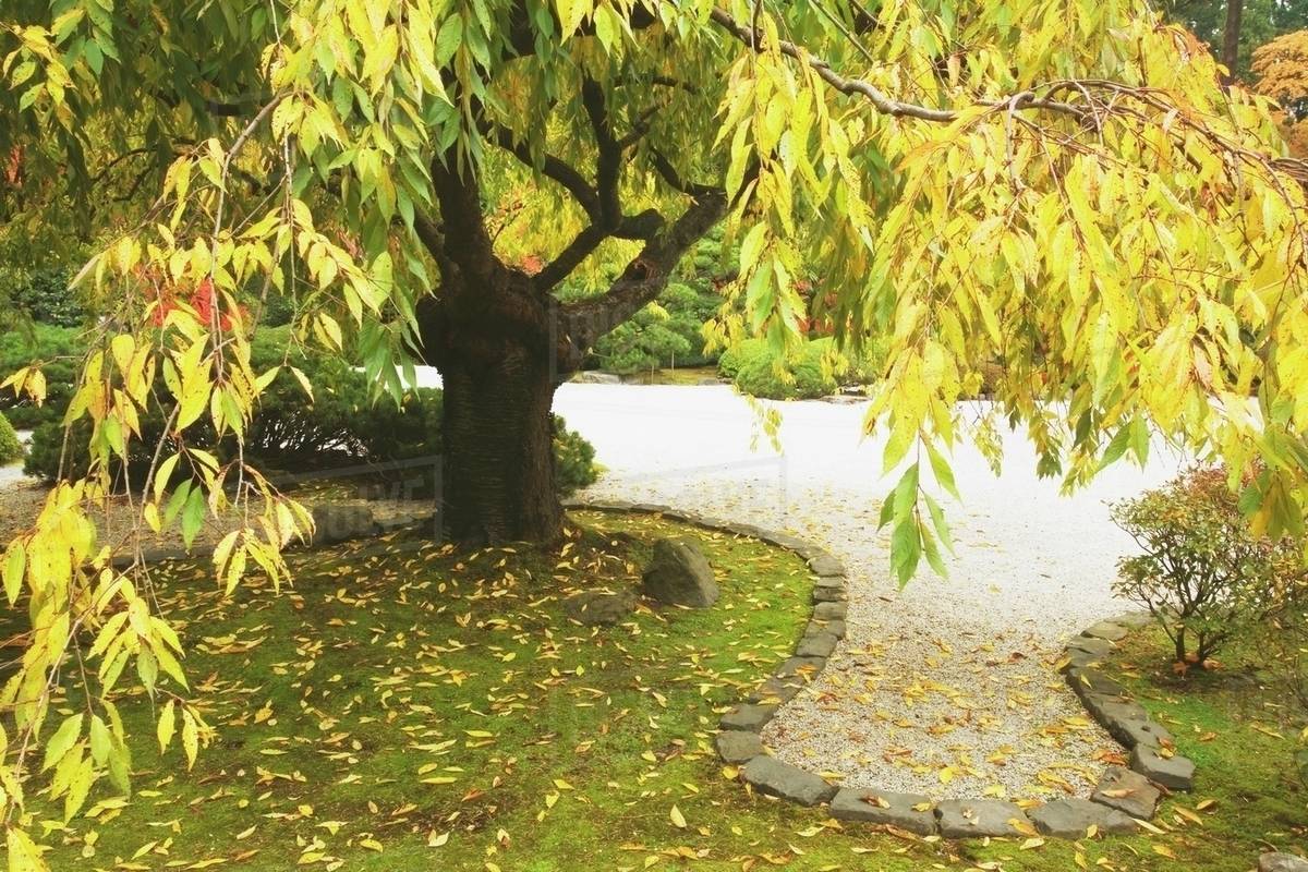Autumn Tree Near A Path - Royalty-free Stock Photo | Dissolve