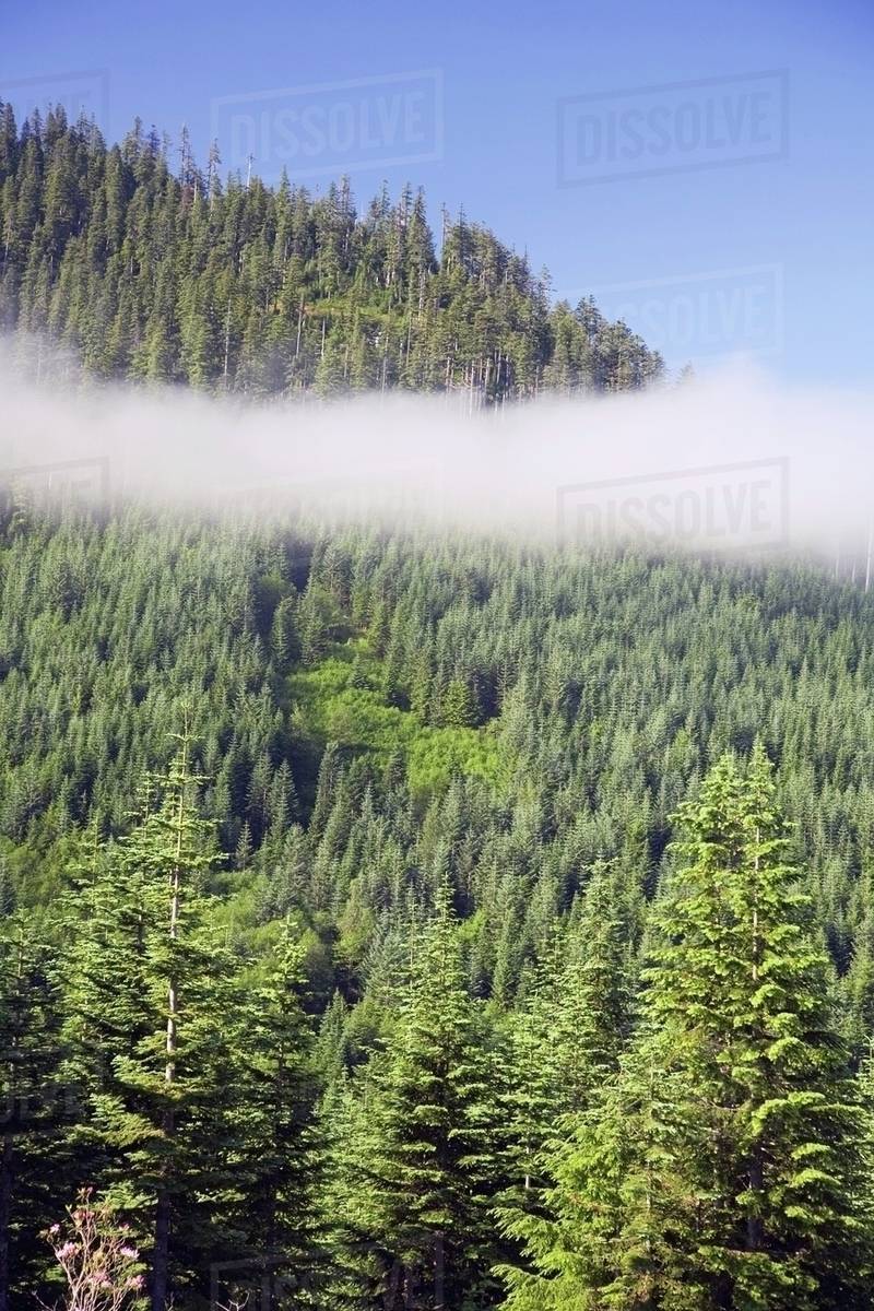 Forest Treetops - Royalty-free Stock Photo | Dissolve