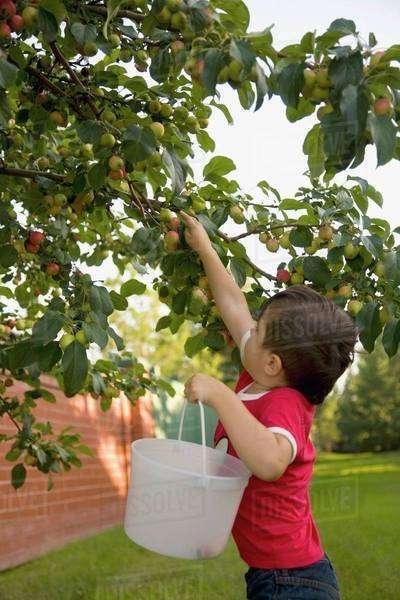 Child Picking Fruit From A Tree - Royalty-free Stock Photo | Dissolve