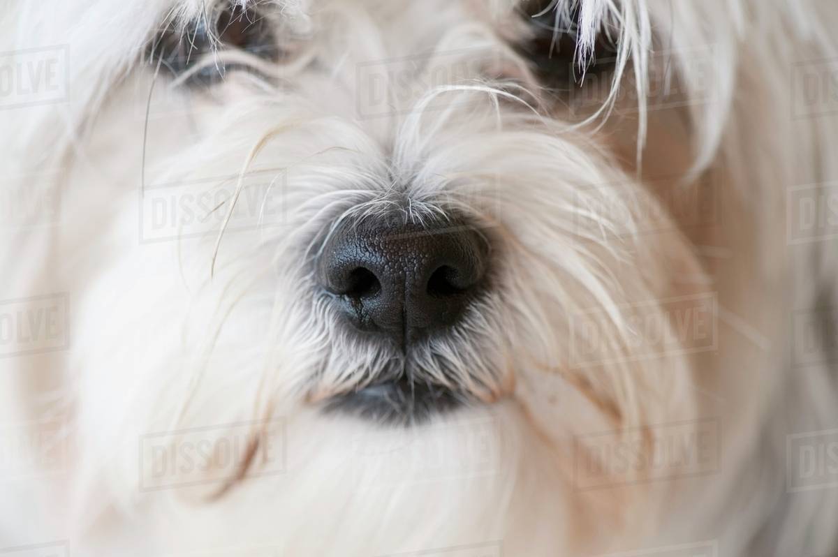 Snout Of A White Dog - Royalty-free Stock Photo | Dissolve
