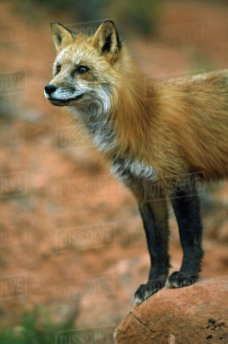 Red Fox (Vulpes Vulpes) On Sandstone Boulder; Utah, Usa - Stock Photo ...