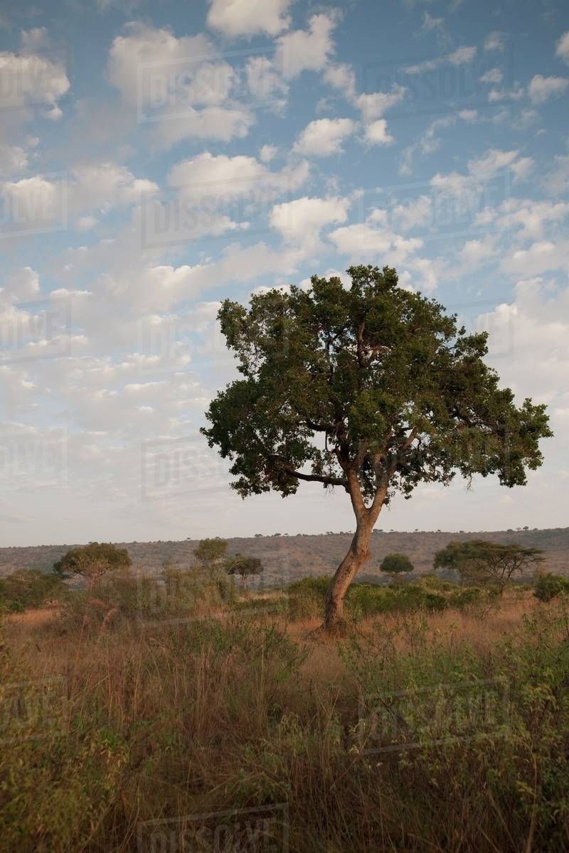 Tree On An African Landscape - Royalty-free Stock Photo | Dissolve