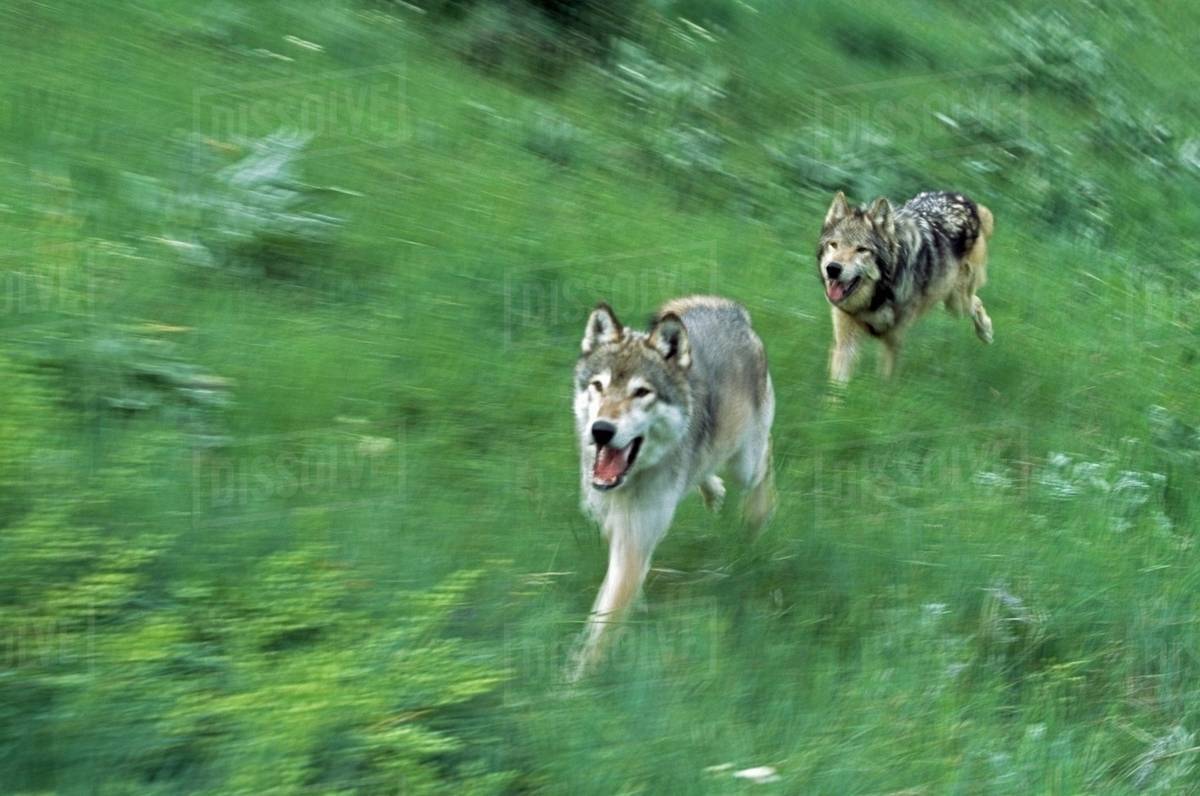 Pair Of Grey Wolves Running Through Meadow - Royalty-free Stock Photo ...