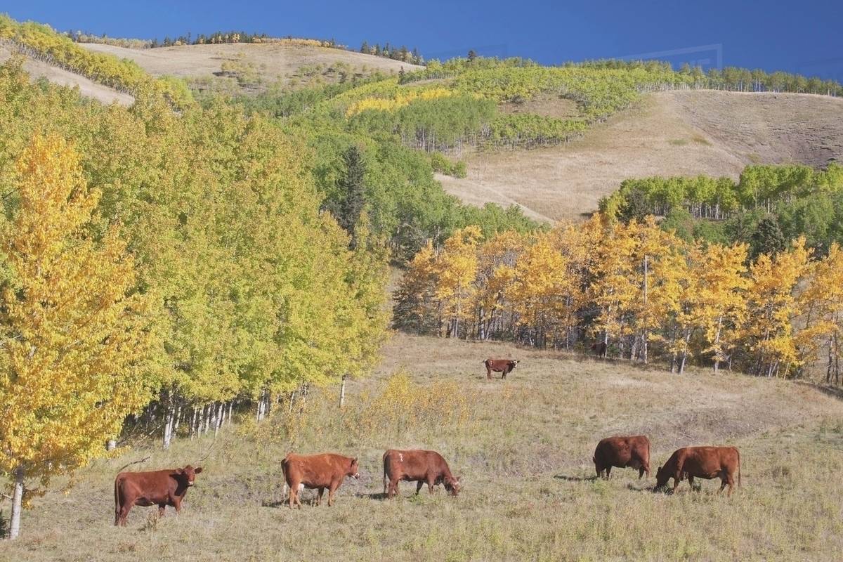 Cattle Grazing Amongst Fall Colors, Alberta, Canada - Royalty-free ...