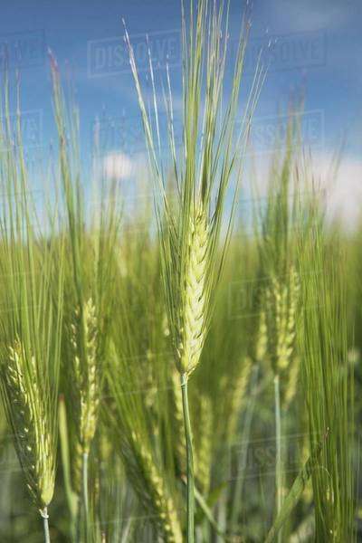Wheat Heads - Royalty-free Stock Photo | Dissolve