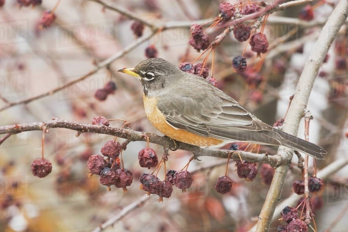 Calgary, Alberta, Canada; Robin In A Tree With Dried Apples - Royalty ...