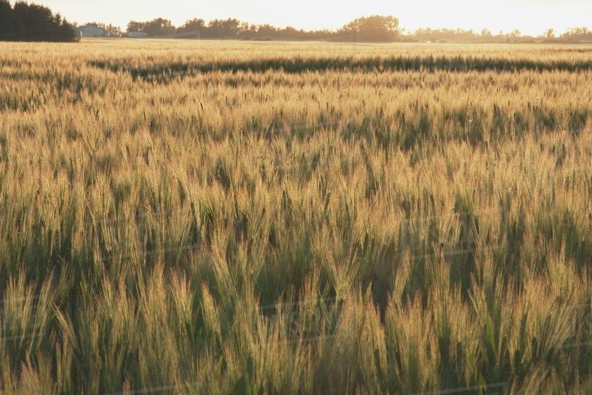 Alberta, Canada; Wheat Field At Sunset - Royalty-free Stock Photo ...
