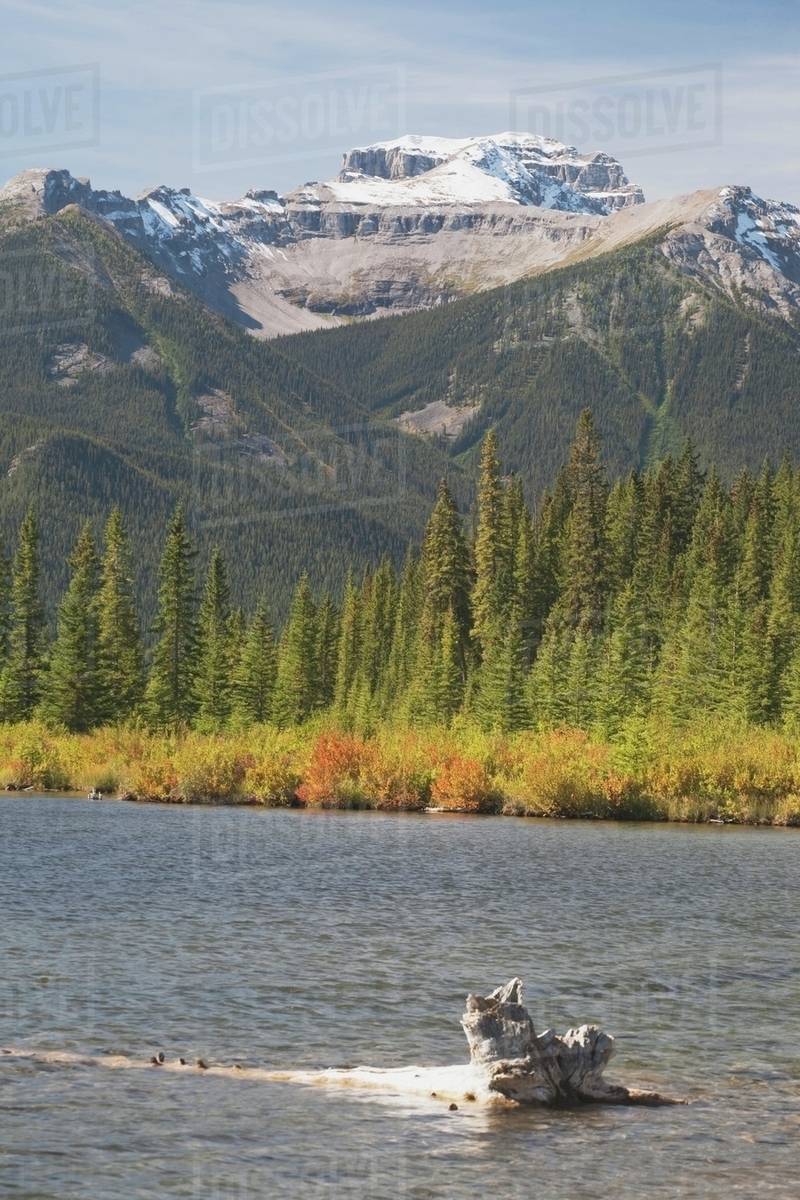 Banff National Park, Alberta, Canada; Tree Stump In Vermilion Lakes In ...