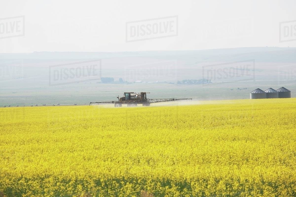 Sprayer Spraying A Canola Field, South Of Calgary, Alberta, Canada ...