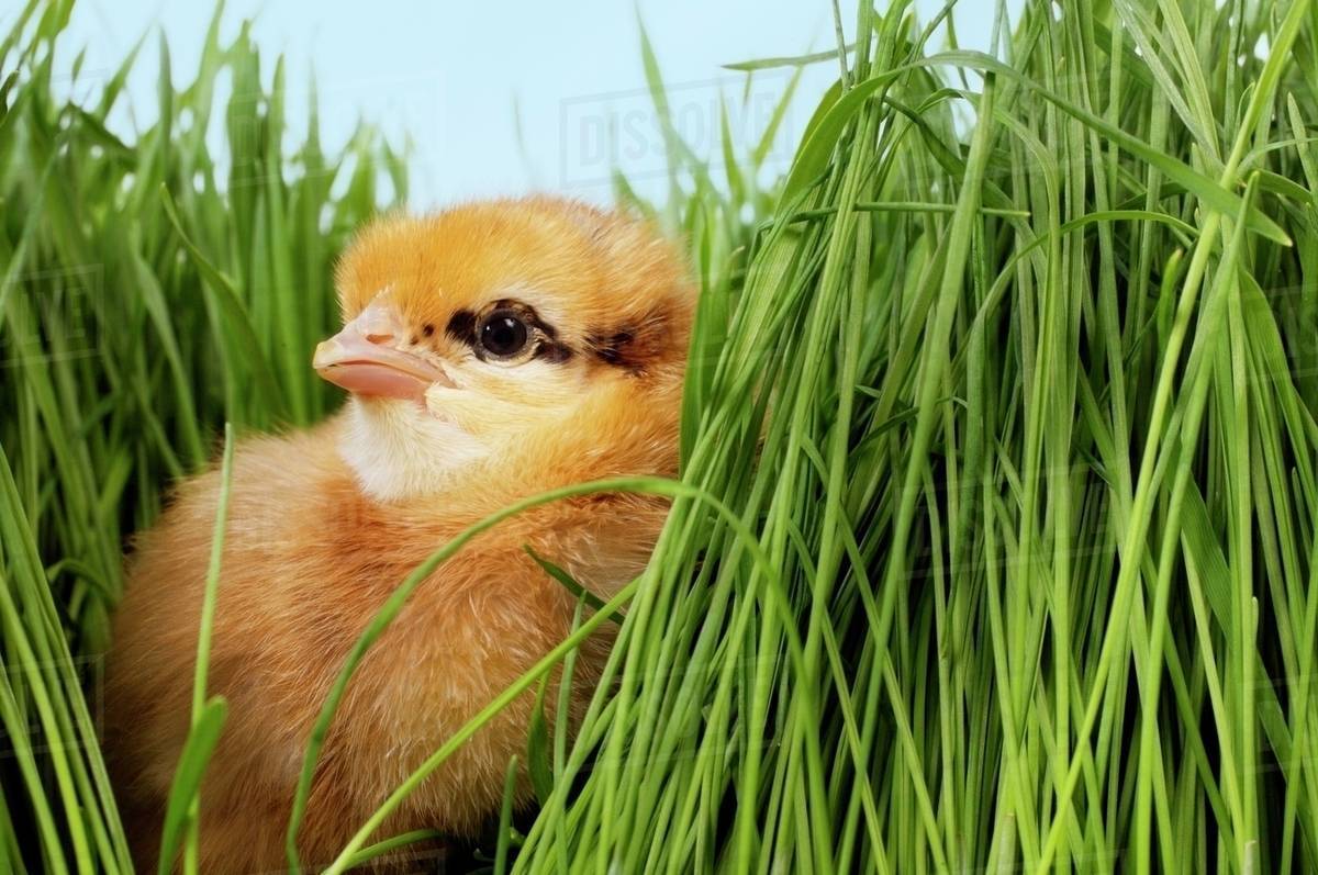 Baby Chicken - Royalty-free Stock Photo | Dissolve