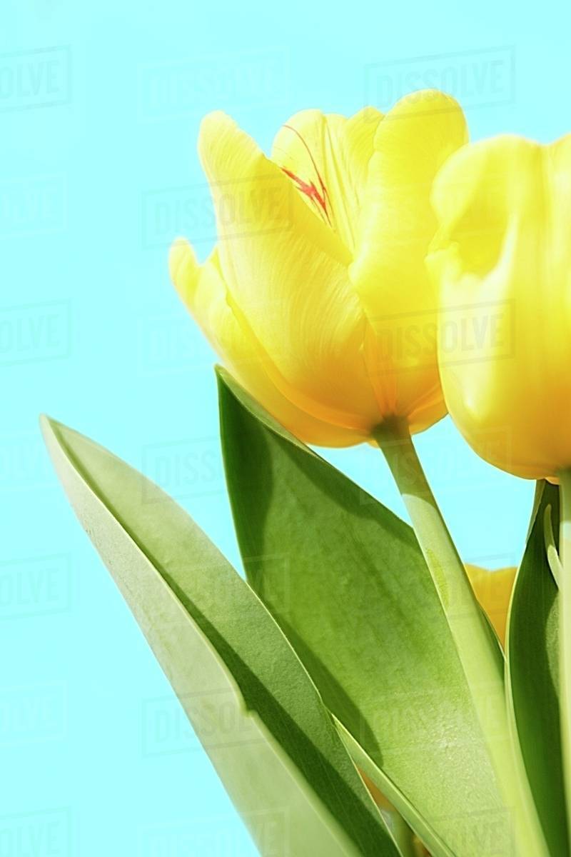 Yellow Tulips - Royalty-free Stock Photo | Dissolve