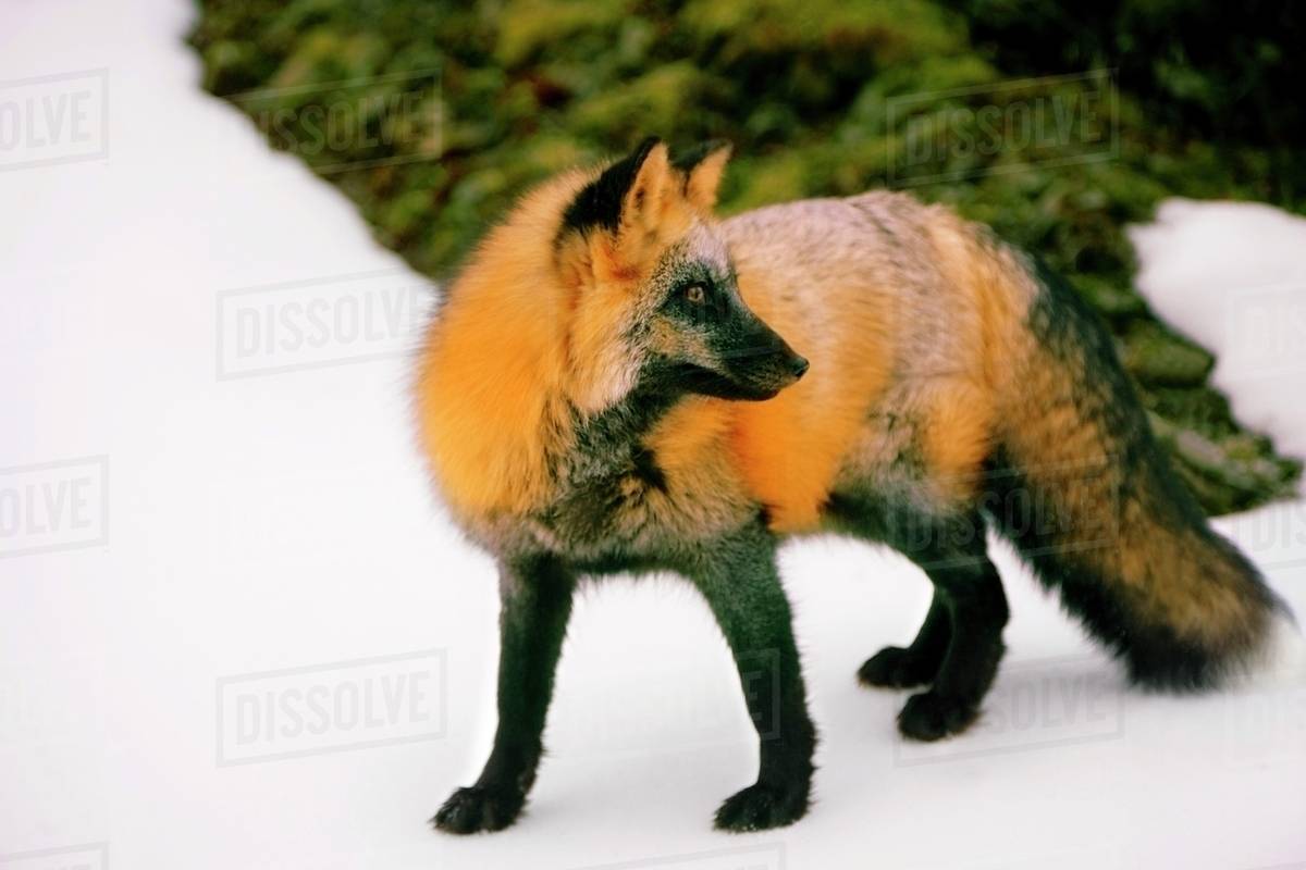 Fox Watching Behind Him - Stock Photo - Dissolve