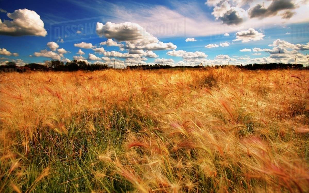 Grassy Meadow - Royalty-free Stock Photo | Dissolve