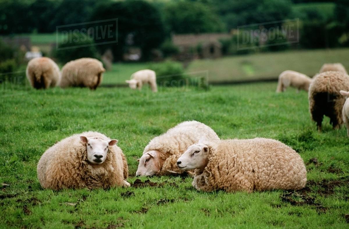 Sheep, Yorkshire Dales National Park, Yorkshire, England - Stock Photo ...