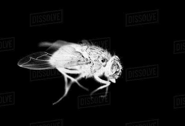 Black And White Closeup Of A Fly - Royalty-free Stock Photo | Dissolve