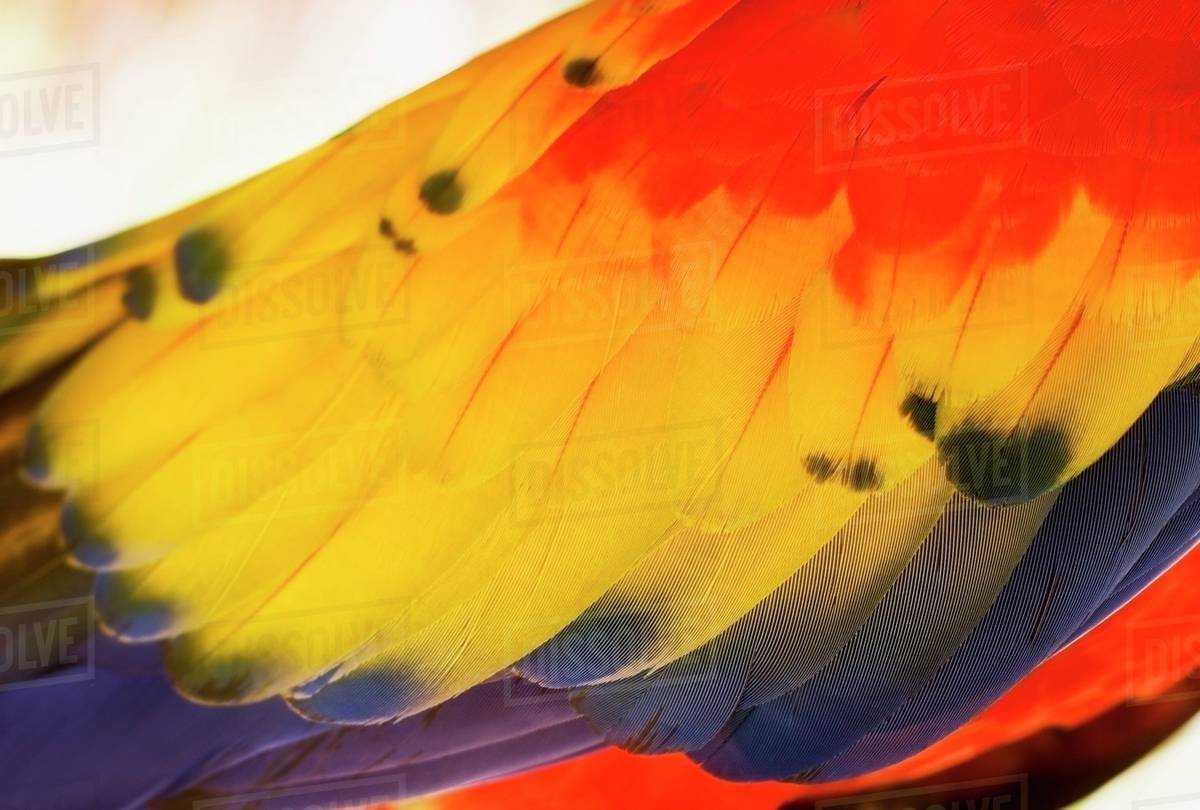 Parrot Wing - Royalty-free Stock Photo | Dissolve