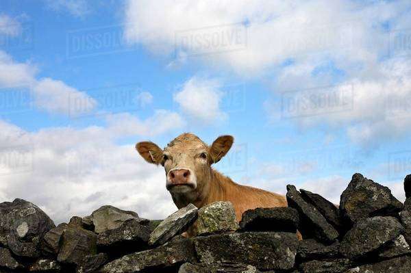 Cow Looking Over Rocks - Royalty-free Stock Photo | Dissolve