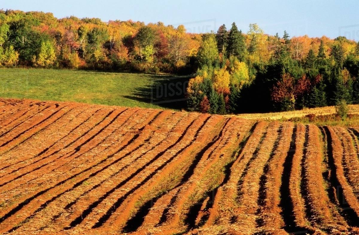 Field, Prince Edward Island, Canada - Royalty-free Stock Photo | Dissolve