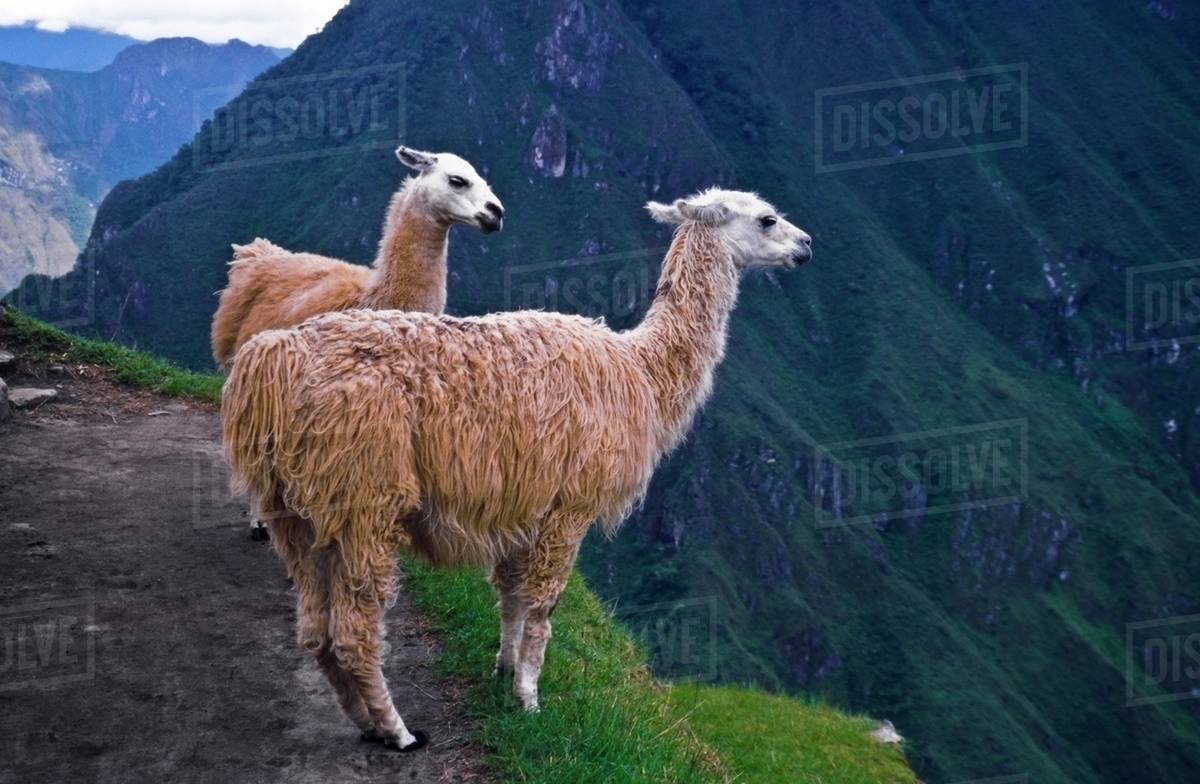 Llamas Standing By A Cliff At Machu Picchu, Andes Mountains, Peru ...