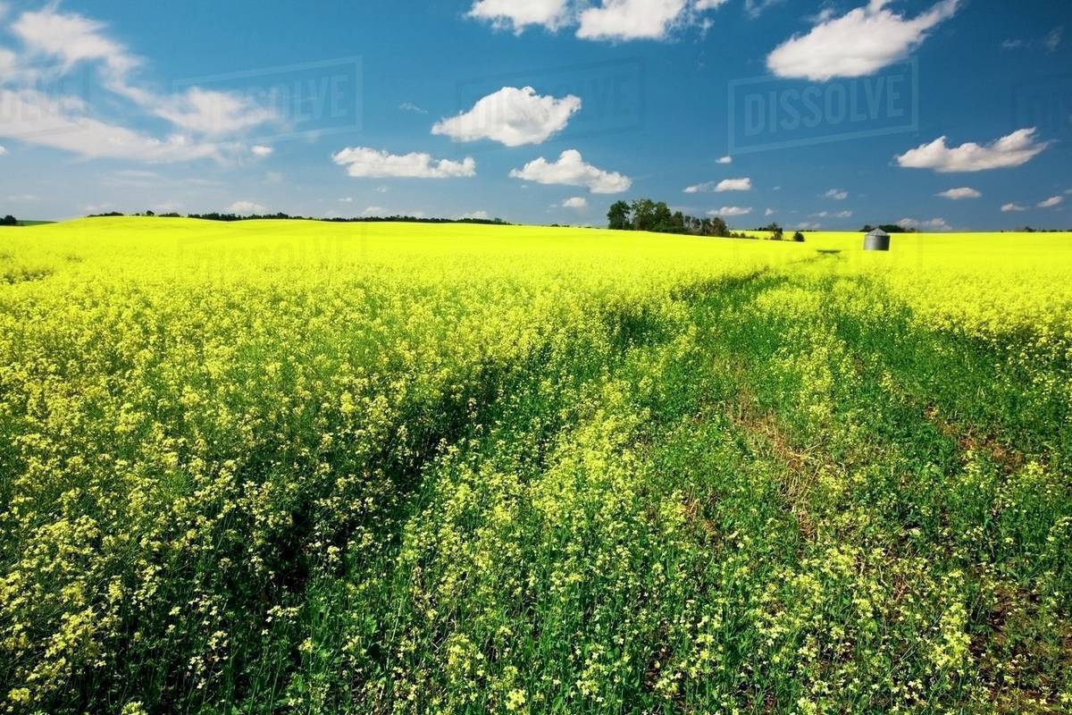 Rapeseed Field - Royalty-free Stock Photo | Dissolve