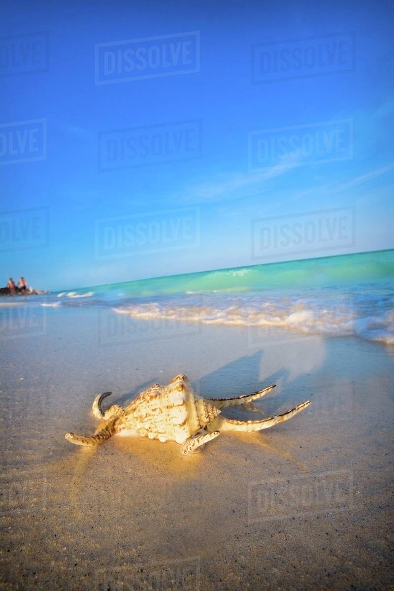 Seashell On The Beach - Stock Photo - Dissolve