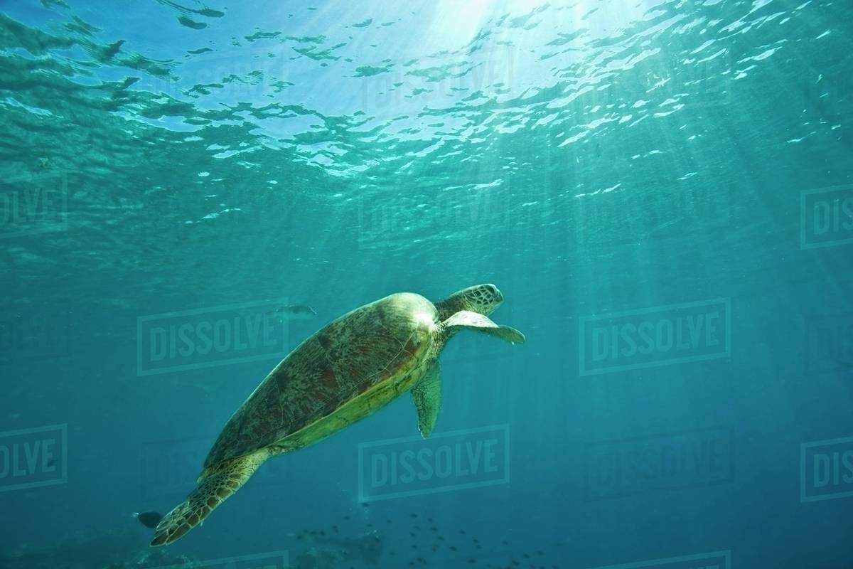 Green Sea Turtle, Mabul Island, Sabah, Malaysian Borneo, Malaysia ...